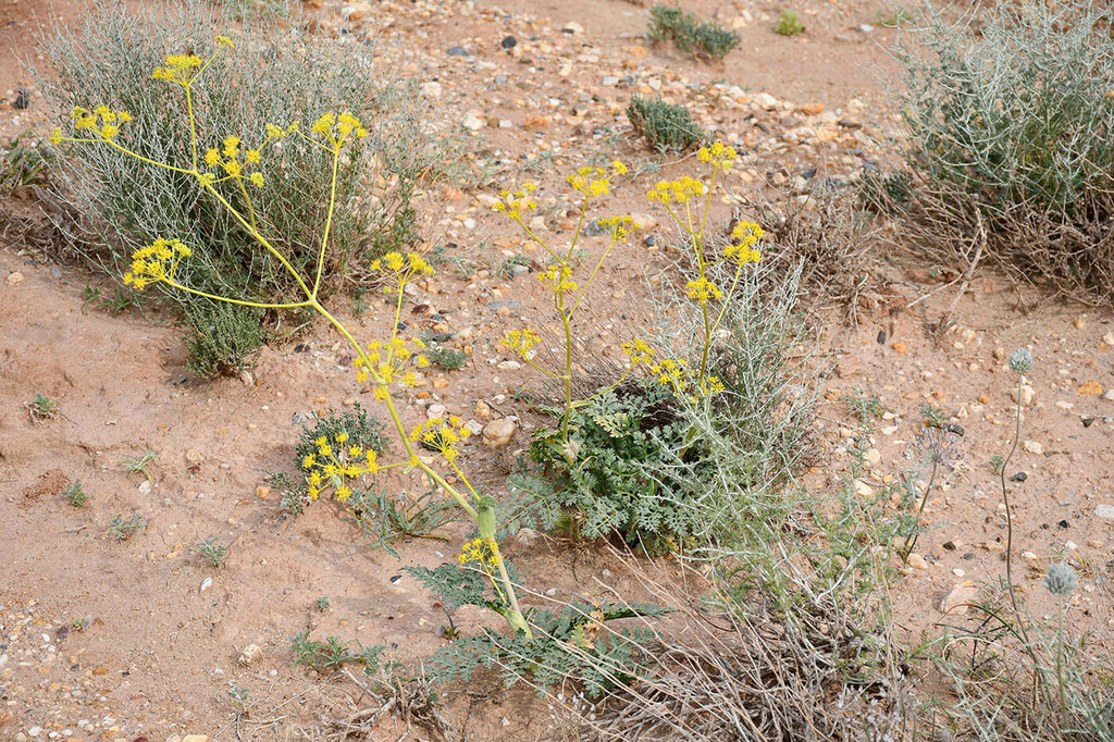 (Ferula) - Botanical Realm