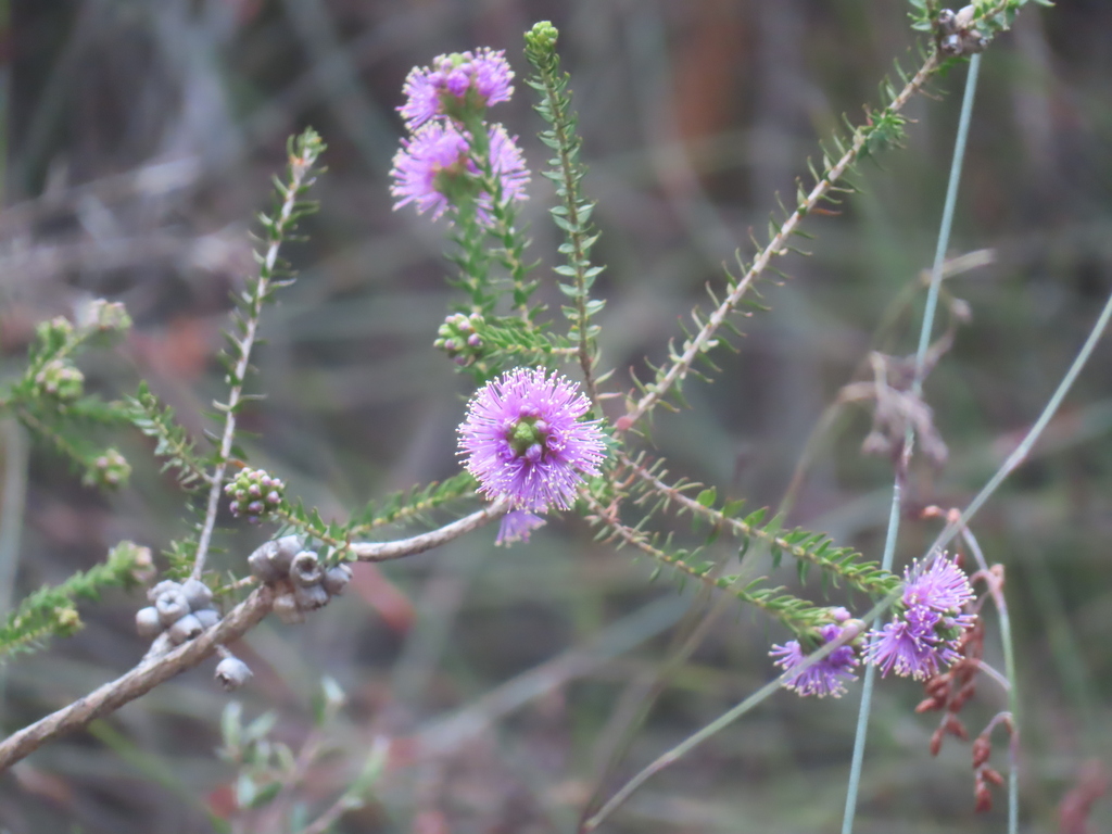 swamp honey-myrtle from Glencoe SA 5291, Australia on September 30 ...