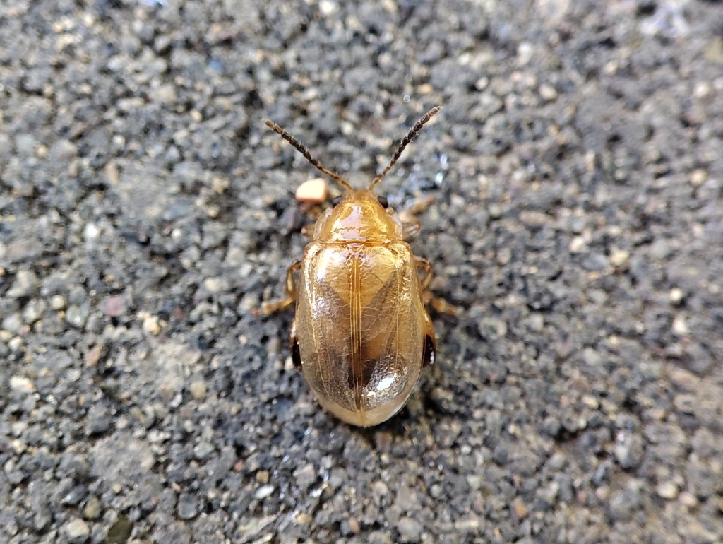 Philopona vibex from Beijing, Beijing, CN on September 22, 2024 at 10: ...