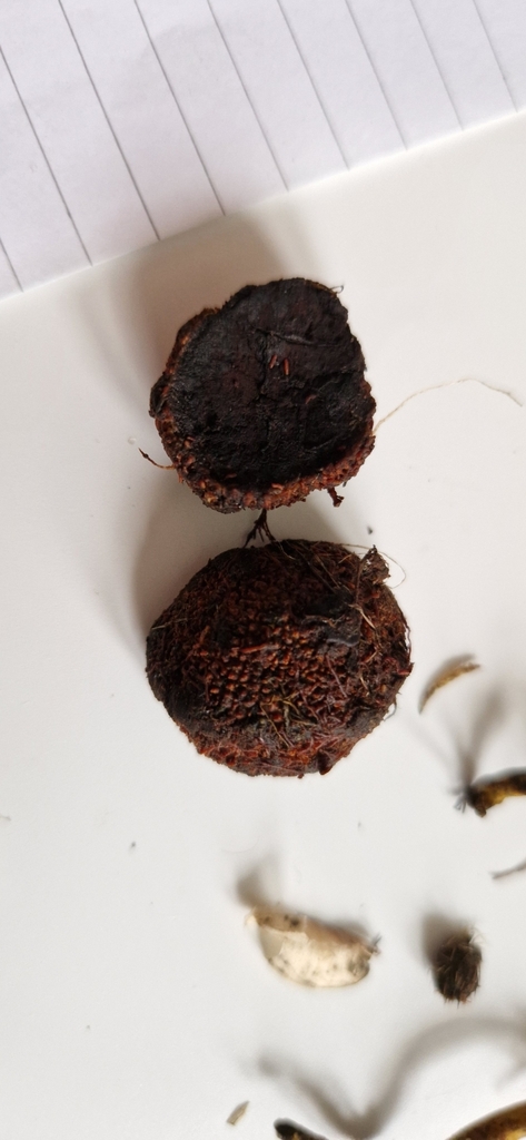 marbled false truffle from Rhu and Shandon, Helensburgh, UK on ...