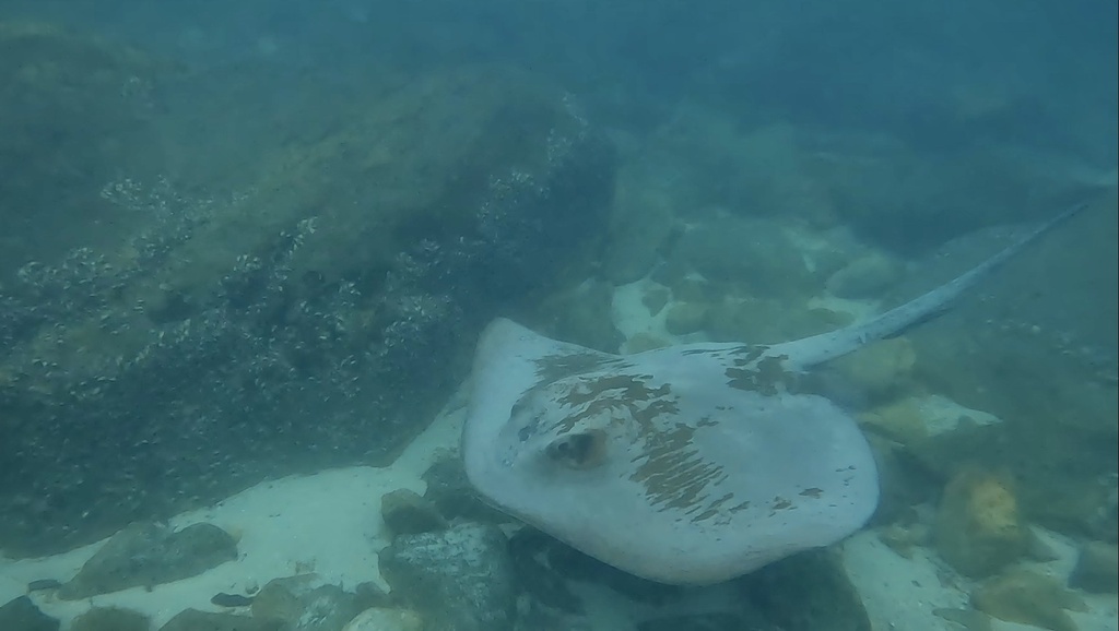 Broad Cowtail Stingray from Pioneer Bay, Palm Island, QLD, AU on ...