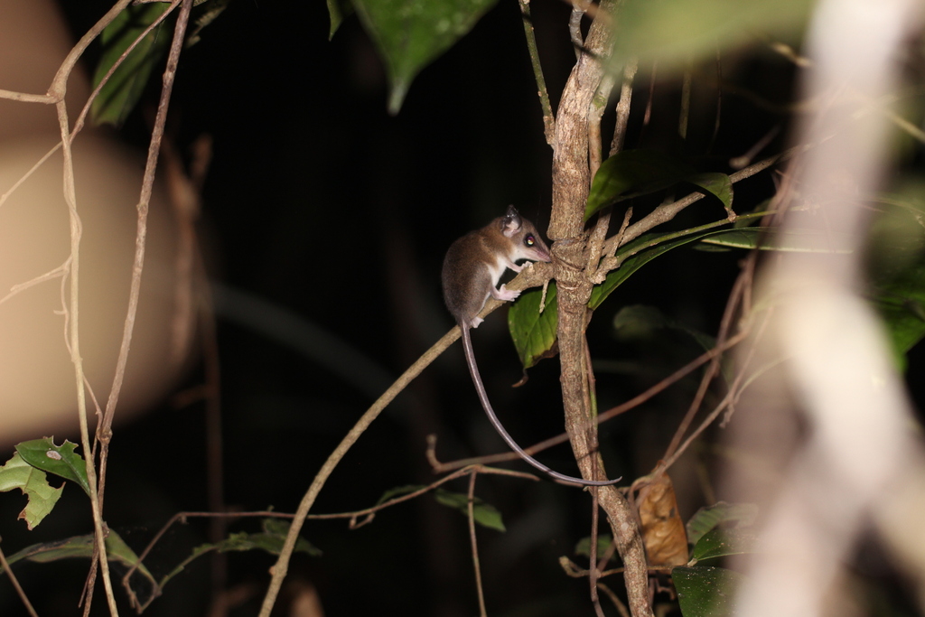 Delicate Slender Opossum from Mana 97360, Guyane française on September ...