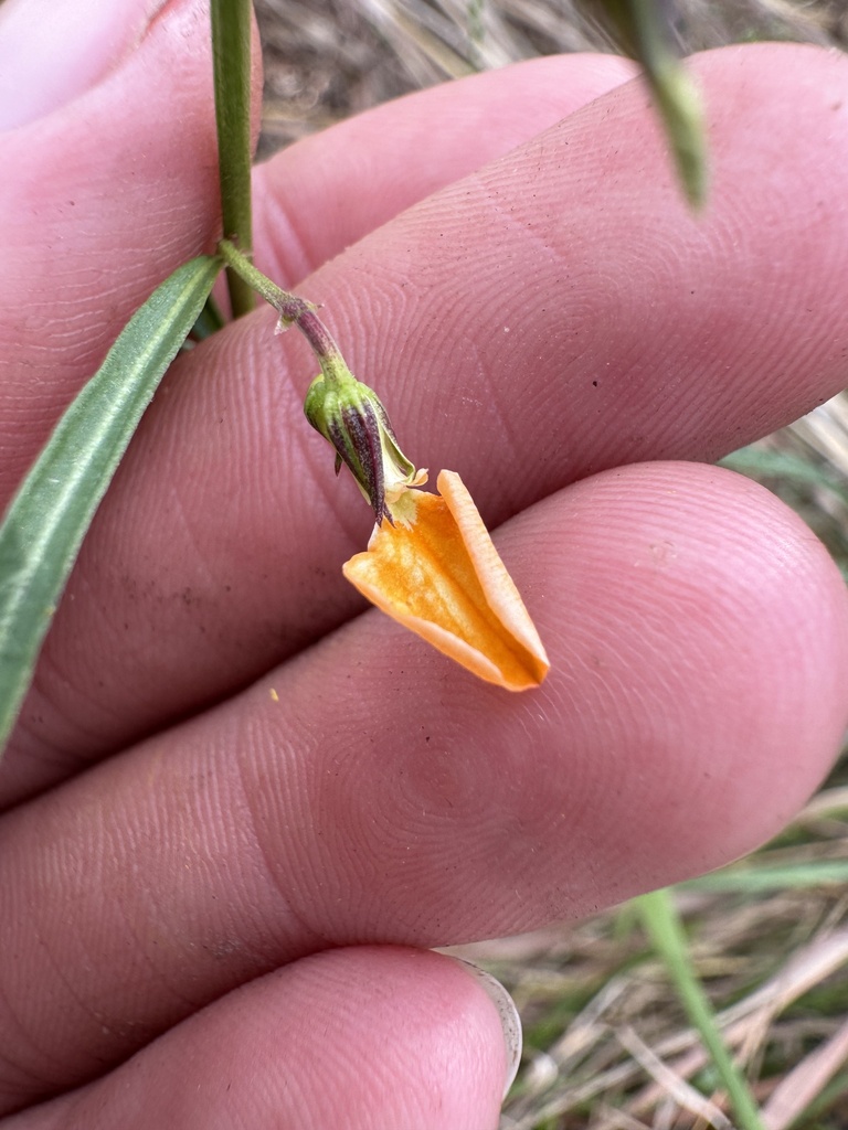 spade flower in September 2024 by ecologycaitlin · iNaturalist