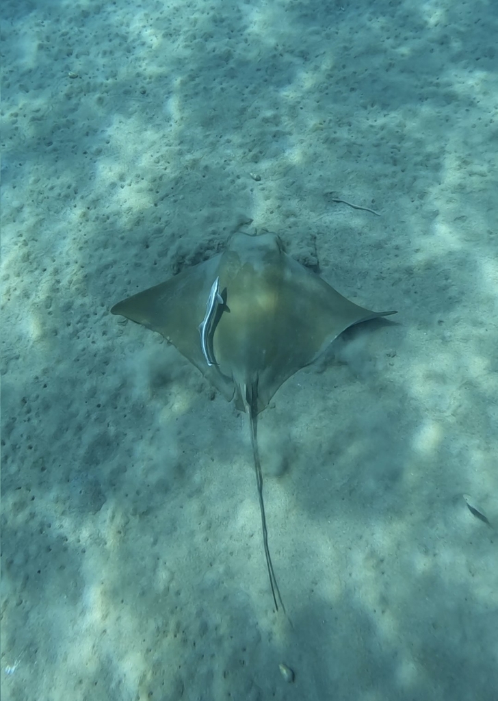 Lusitanian Cownose Ray in July 2023 by Nazarov Lev · iNaturalist