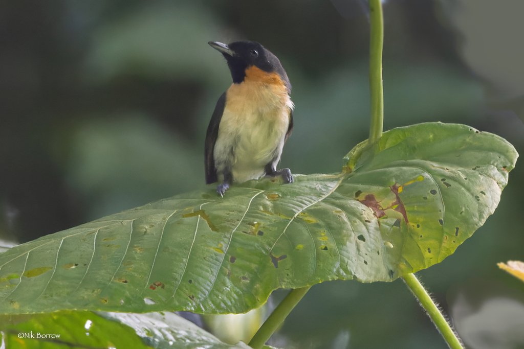 Spectacled Monarch (Halmahera) from West Halmahera Regency, North ...