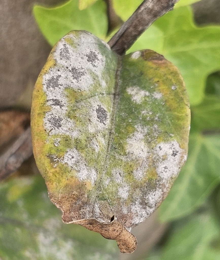 Erysiphe syringae from West Cape May, NJ 08204, USA on September 29 ...