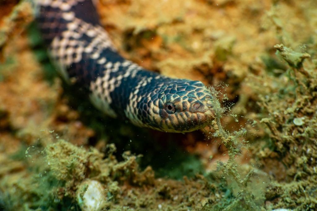 Reef Shallows Sea Snake (Aipysurus duboisii) - Snakes and Lizards