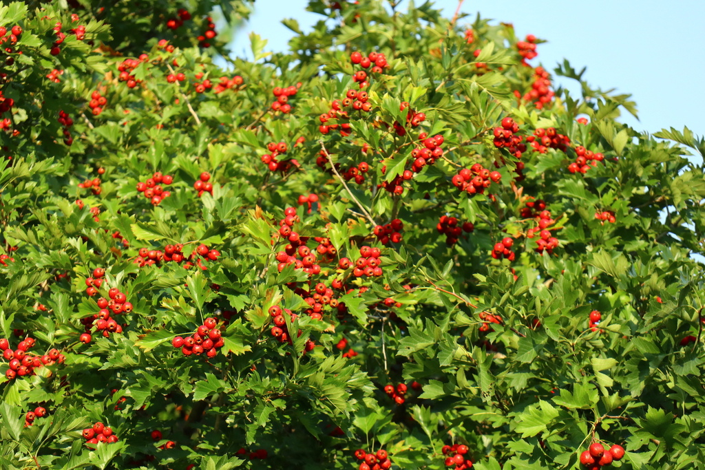 Chinese hawthorn from Beijing, Beijing, CN on September 24, 2024 at 08: ...
