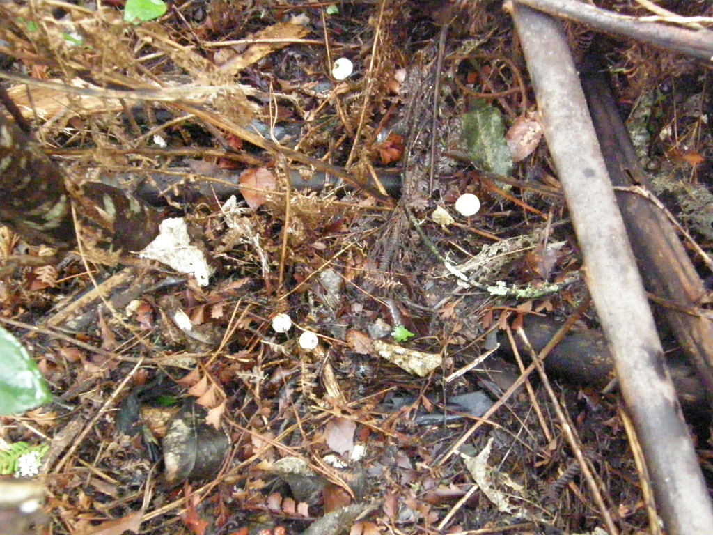 Waxcaps from Ngaruawahia, New Zealand on July 2, 2019 at 02:15 PM by ...