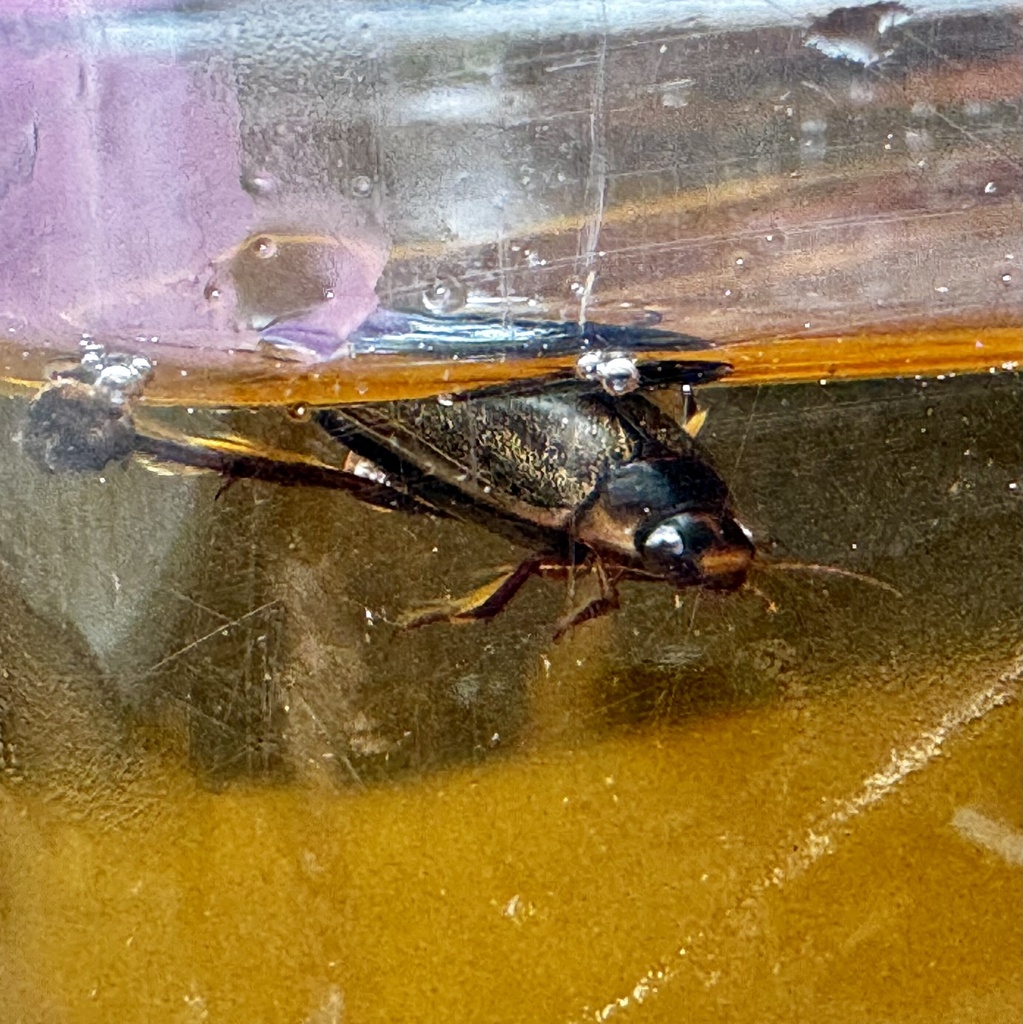 Rhantus from Granite Peaks State Forest, North Walpole, WA, AU on ...