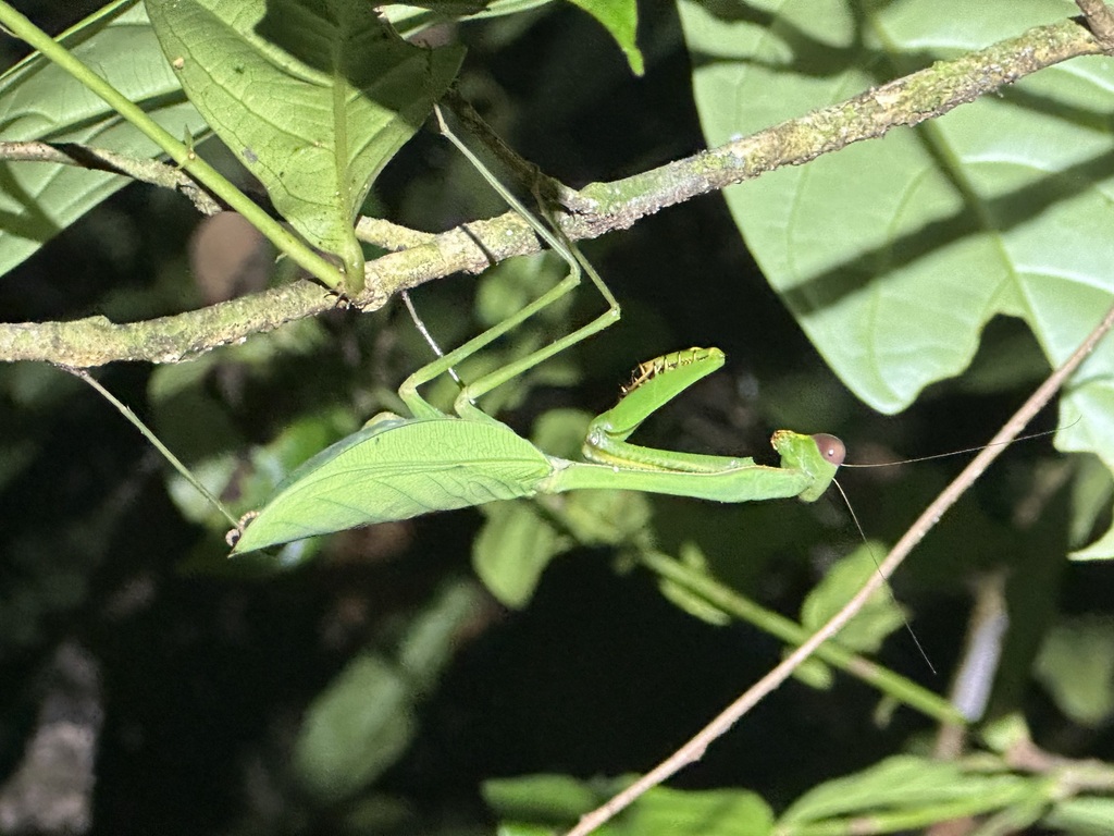 Camelomantis from Tawau, Sabah, Malaysia on August 11, 2024 at 08:41 PM ...
