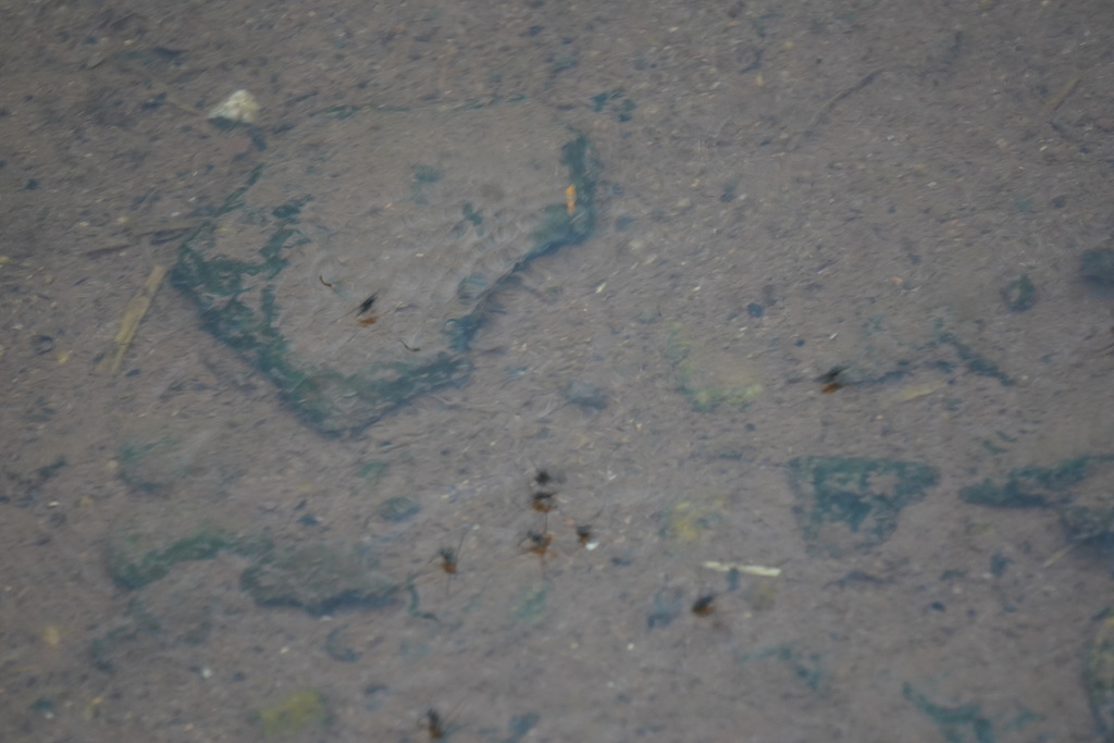 Water Striders from Branchburg, NJ, USA on September 29, 2024 at 01:50 ...