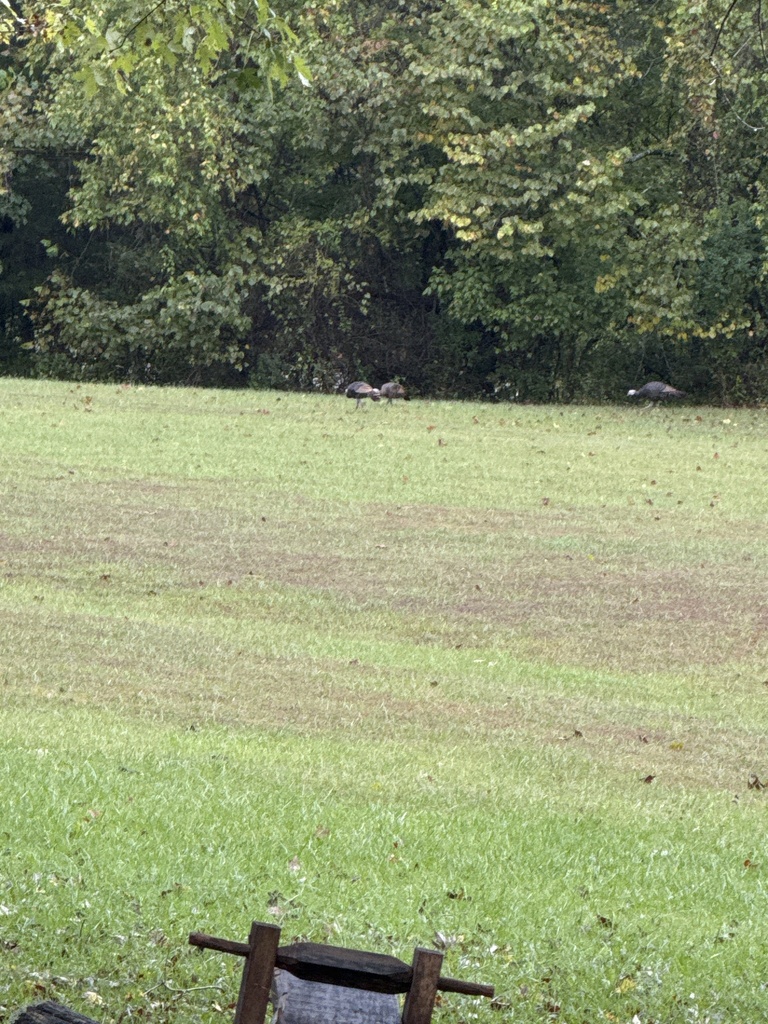 Wild Turkey from Cumberland Gap National Historical Park, Middlesboro ...