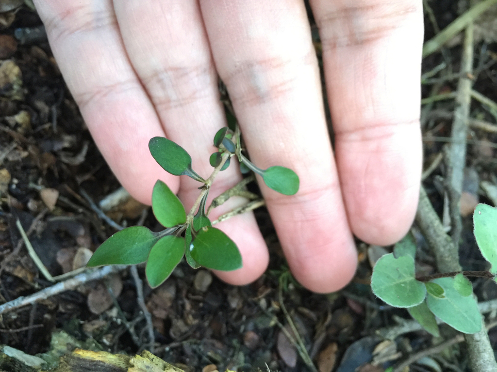Miki from Matawai Nature Park, Rangiora, 坎特伯雷, NZ on July 25, 2016 at ...