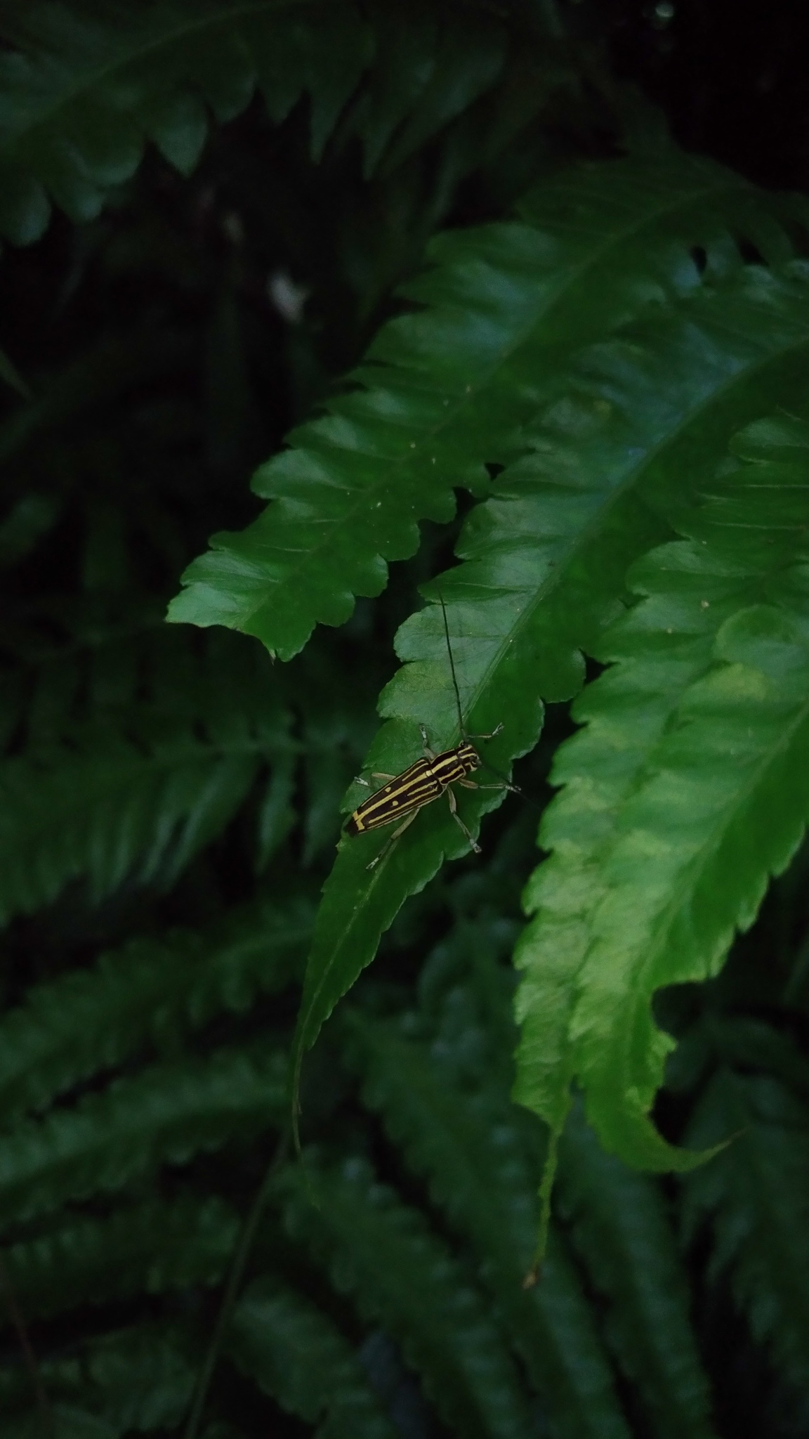 Glenea lineata sauteri Schwarzer, 1925