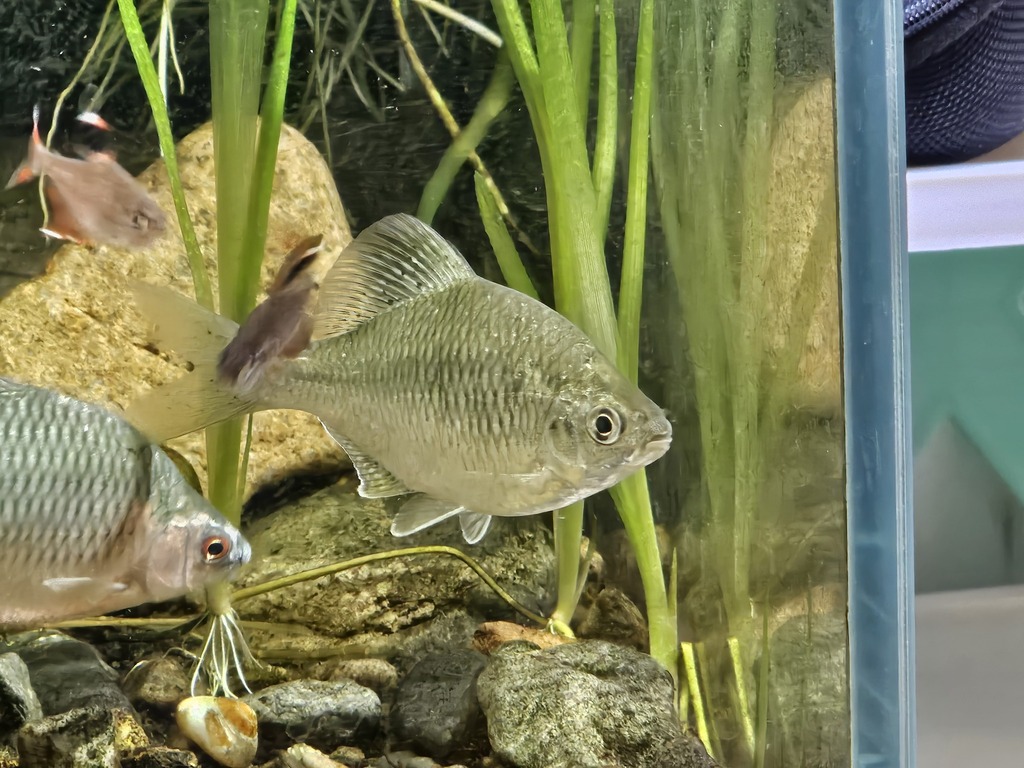 Giant Chinese Bitterling from 中国北京市朝阳区 on September 30, 2024 at 09:30 ...