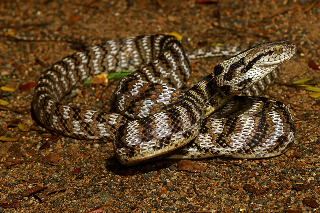 Forsten's Cat Snake from Chimur, Gate, Kolara, Tekadi Mandavzari ...