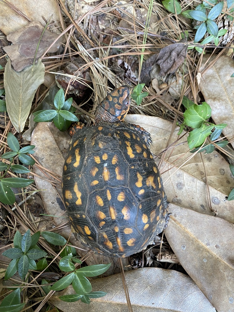 Eastern Box Turtle in August 2024 by kateblizzard · iNaturalist