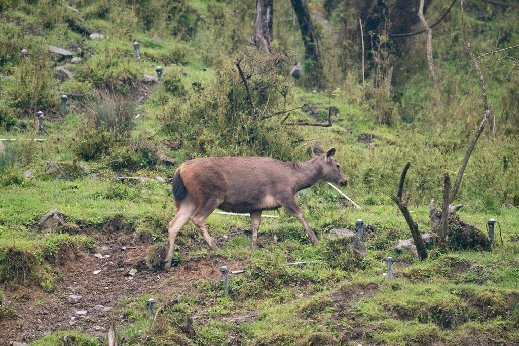 South China Sambar Deer in May 2024 by Royle Safaris. Photographer Mark ...