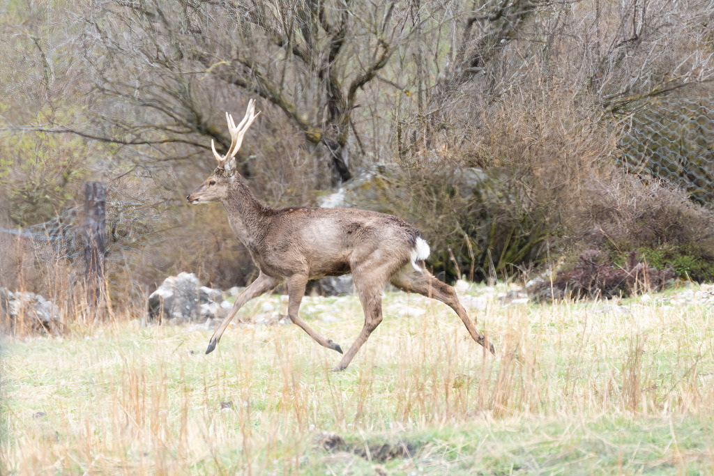 Sichuan Sika Deer in May 2024 by Royle Safaris. Photographer Mark ...