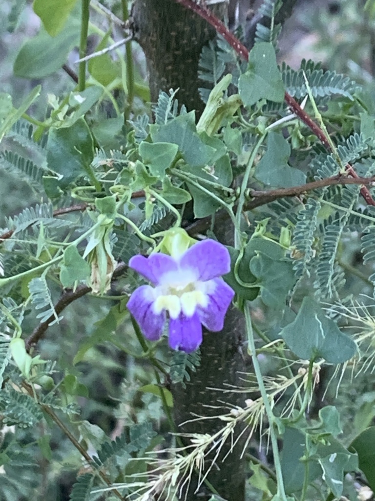 Snapdragon Vine from Paloma Wood, San Antonio, TX, US on September 30 ...