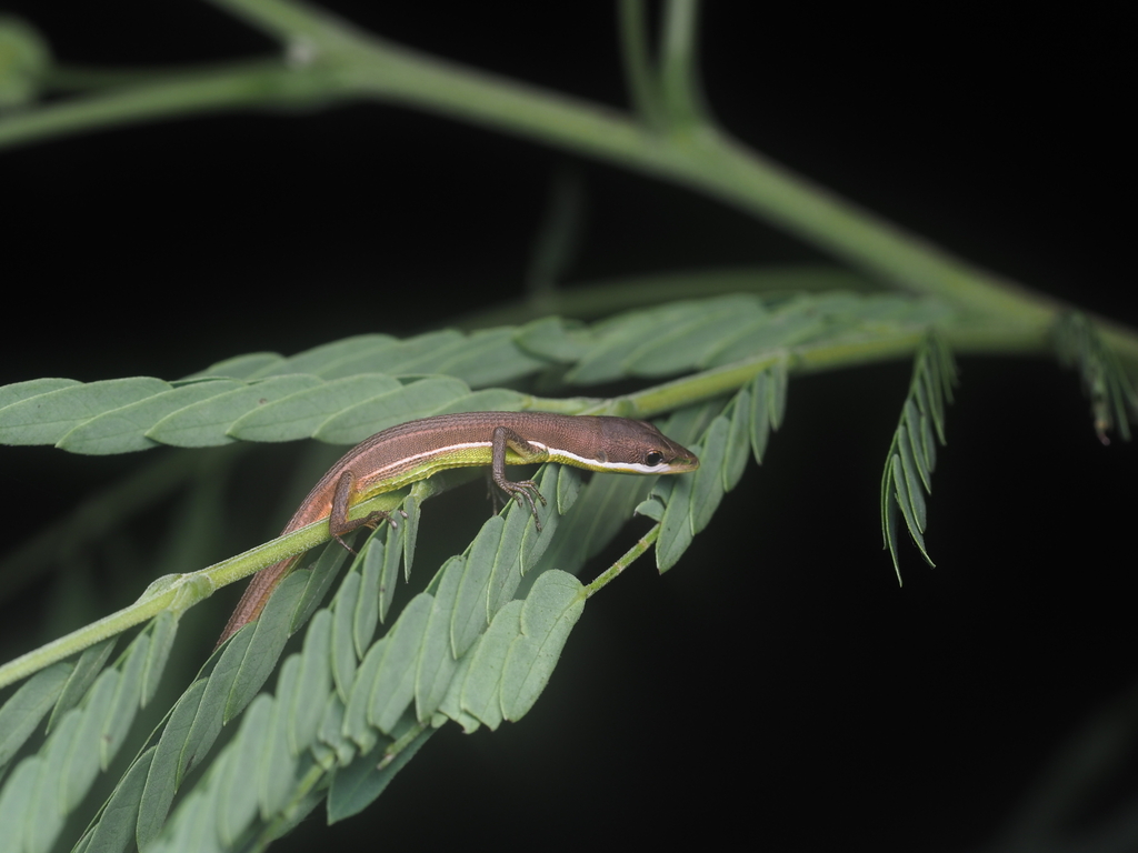 Green Grass Lizard in September 2024 by marcocml · iNaturalist