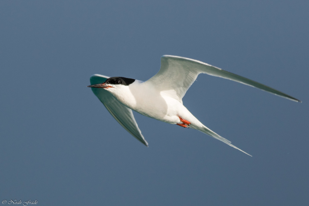 Roseate Tern (Waterbirds of Massachusetts ) · iNaturalist