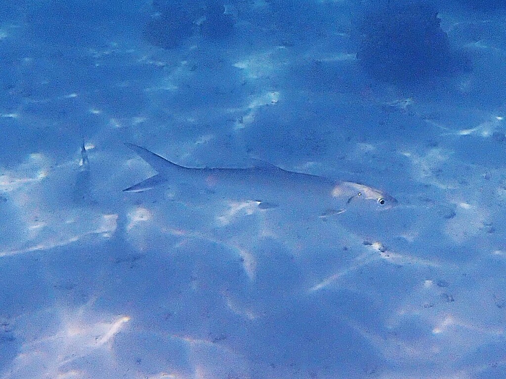 Hawaiian Ladyfish from Lakeside, Cape Range National Park WA 6707 ...