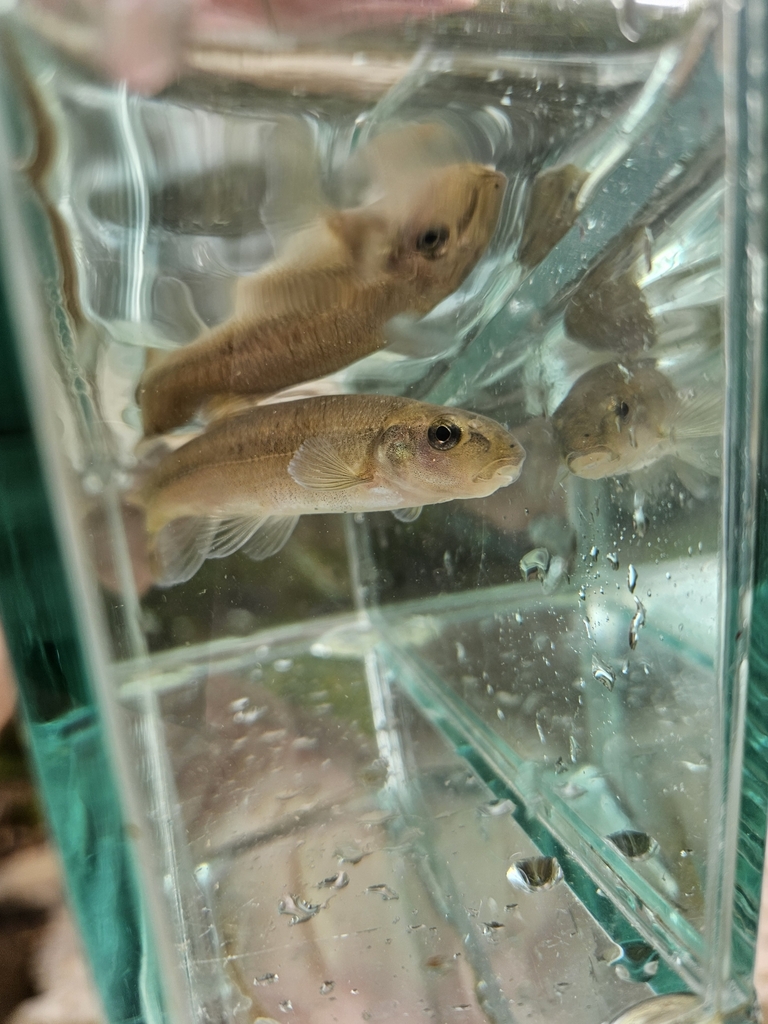 Tonguetied Minnow from Ronceverte, WV 24970, USA on September 19, 2024 ...