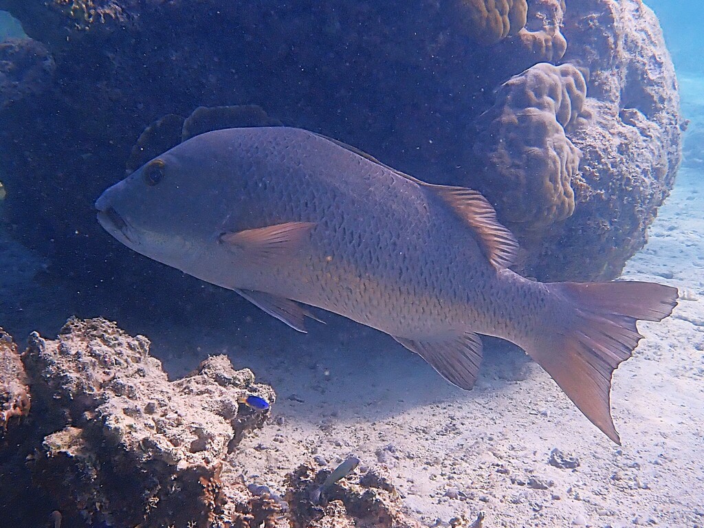 Mangrove Red Snapper from Lakeside, Cape Range National Park WA 6707 ...