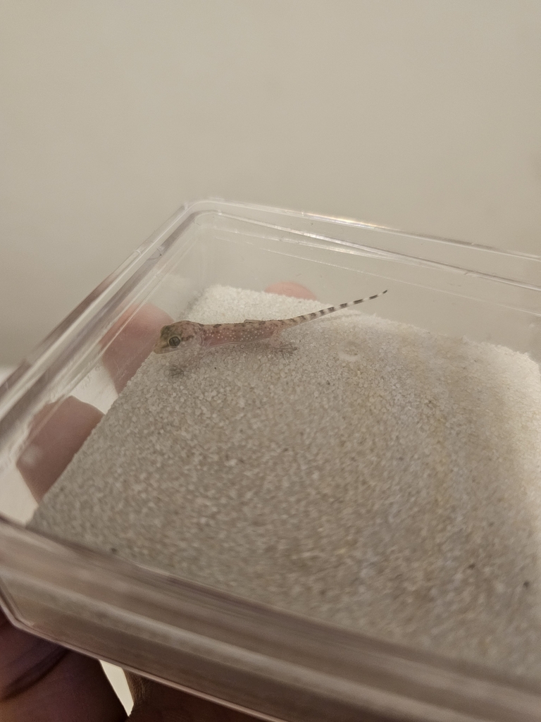 Mediterranean House Gecko from Sunset, Tempe, AZ 85281, USA on ...