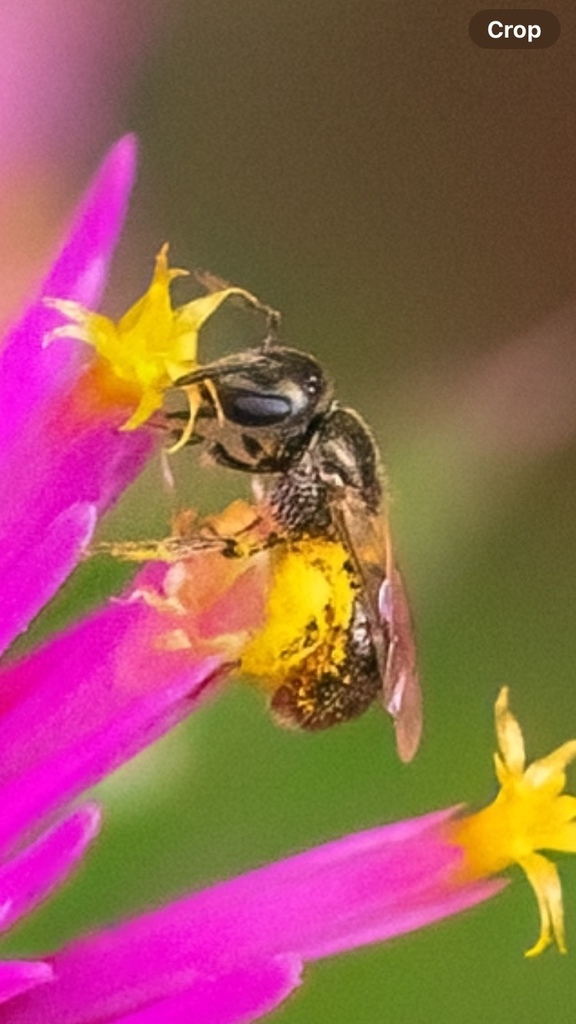 Lasioglossum in September 2024 by estherf001. Very small bee. So small ...