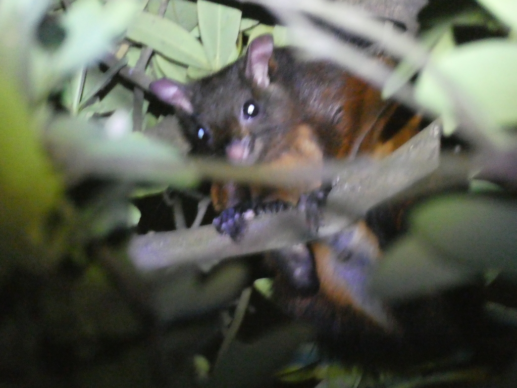 Taiwan Giant Flying Squirrel from Taipei, Taiwan on July 1, 2019 at 02: ...