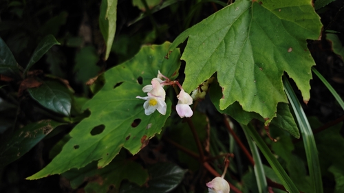 Begonia digyna · NaturaLista Colombia