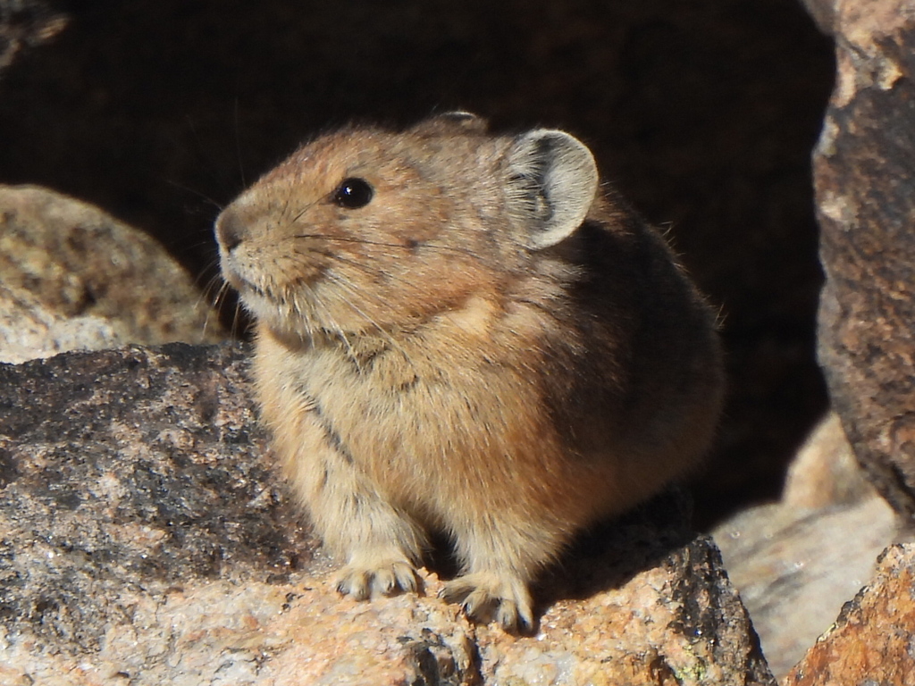American Pika from Summit County, CO, USA on September 26, 2024 at 10: ...