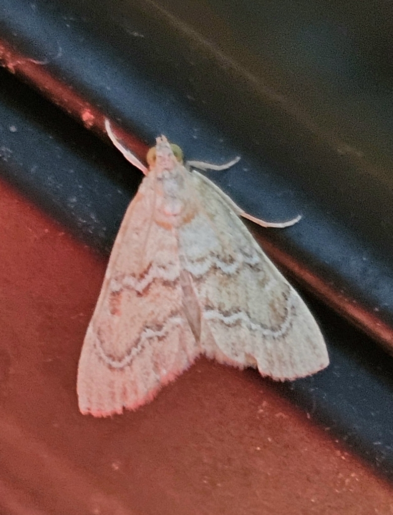 White-roped Glaphyria Moth from Tallassee, AL 36078, USA on September 30, 2024 at 08:00 AM by ...