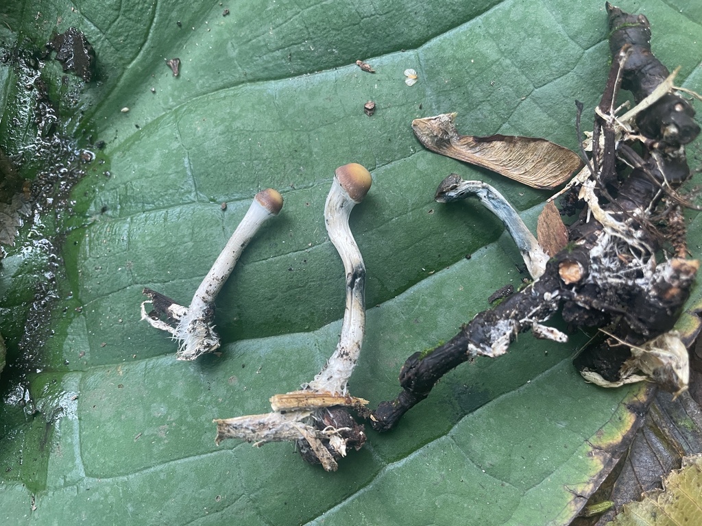 Wavy Cap in September 2024 by melt · iNaturalist