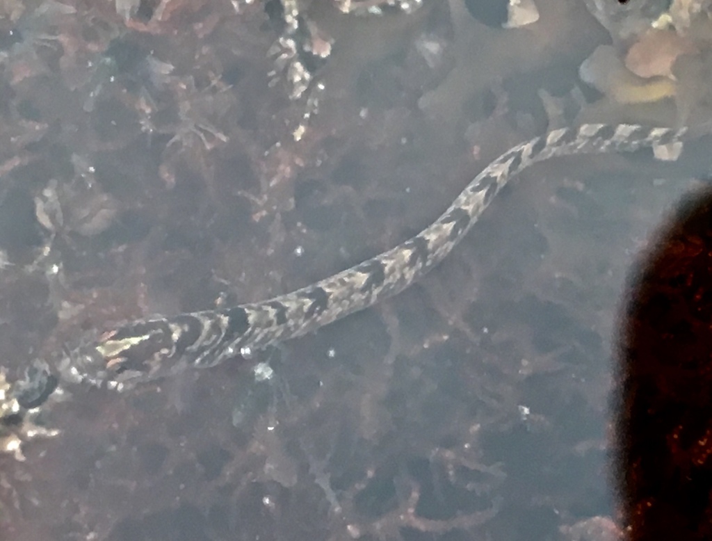 Rock Gunnel (Pholis gunnellus) - Marine Life Identification