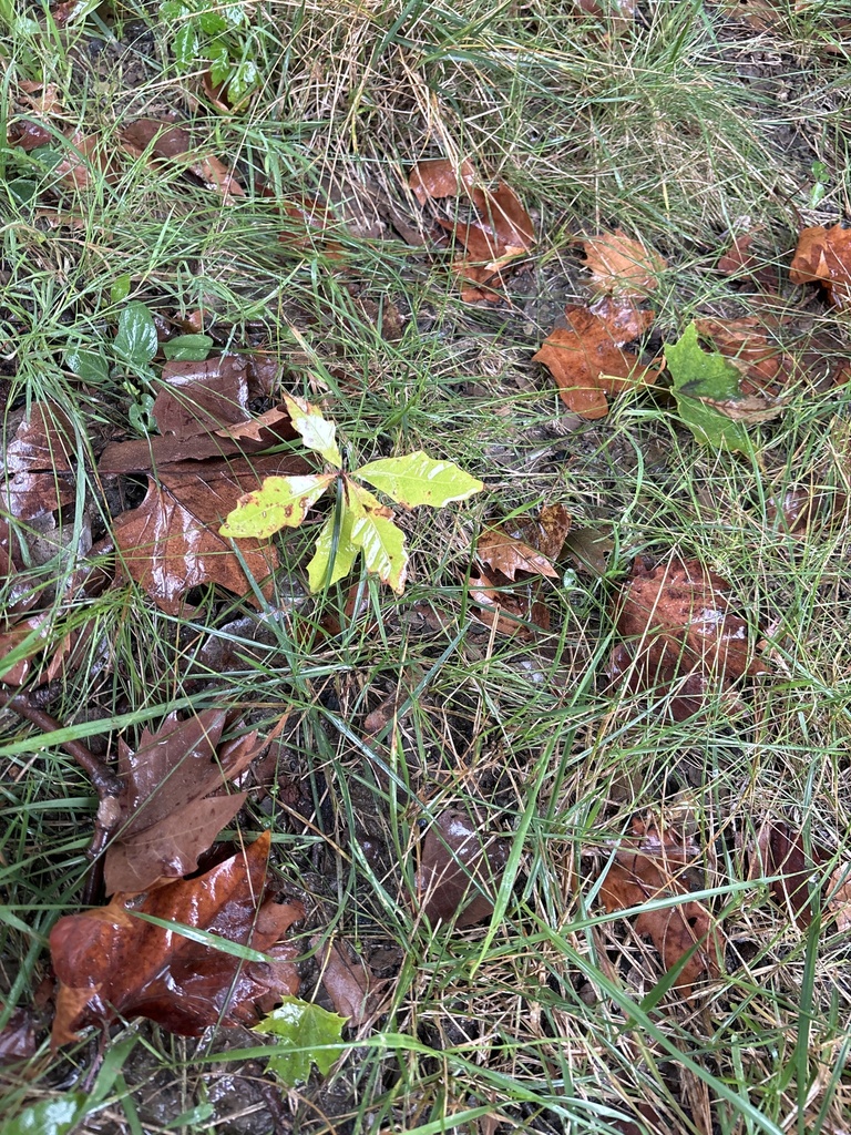 swamp white oak from University of Pittsburgh, Pittsburgh, PA, US on ...
