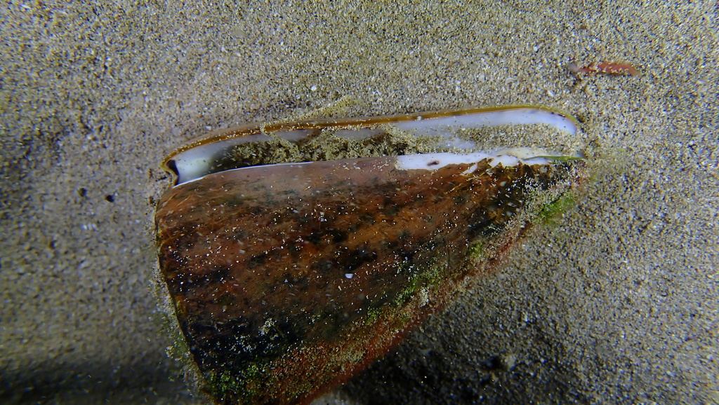 Leopard Cone from North Pacific Ocean, HI, US on September 29, 2024 at ...