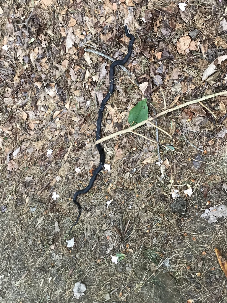 Eastern Ratsnake from Patrick County, US-VA, US on June 22, 2019 at 06: ...