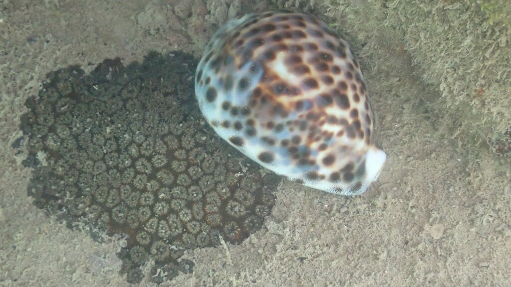 Tiger Cowry from El Rio y Mar Busuanga, 5316 Palawan, Philippines on ...