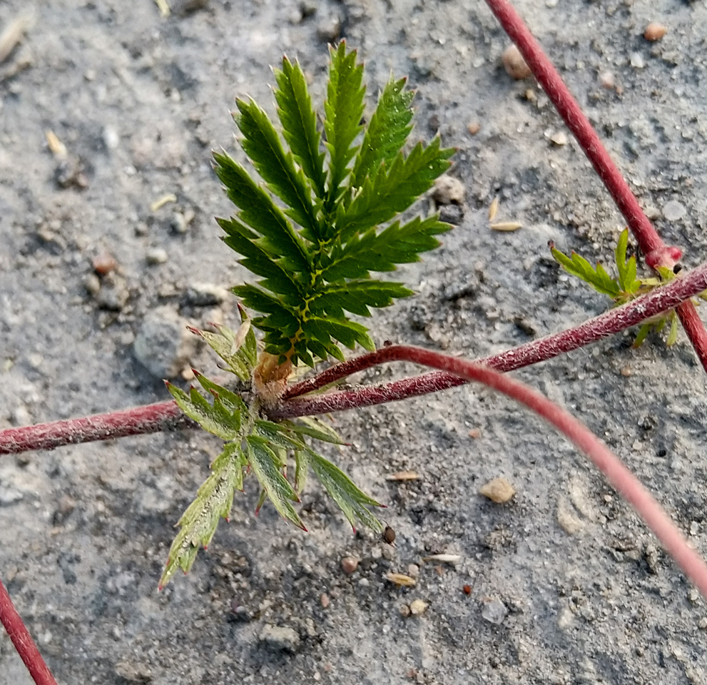 common silverweed from Sannegården, Gothenburg, Sweden on June 28, 2019 ...