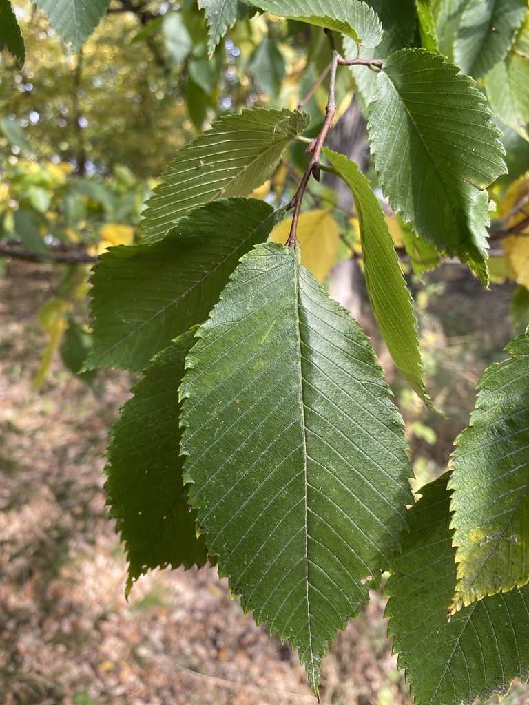 American elm from Long Lake, Detroit Lakes, MN, US on September 30 ...