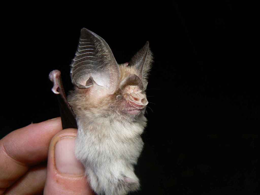 Jones's roundleaf bat (Bats of Guinea) · iNaturalist