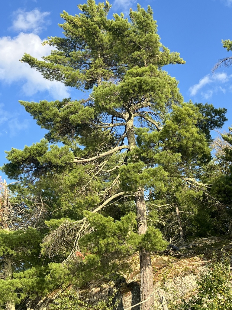 eastern white pine from Falcon Lake, Division #1, Unorganized, MB, CA ...