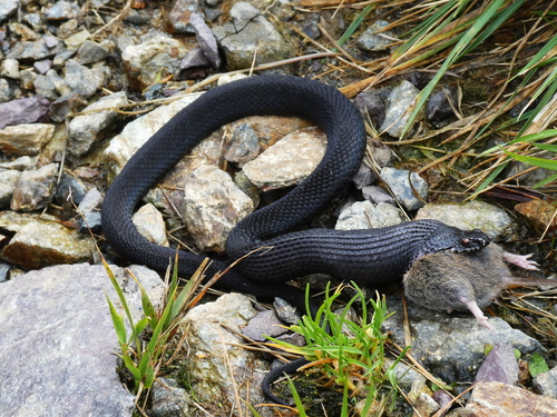 Common European Adder (Vipera berus berus) - Snakes and Lizards