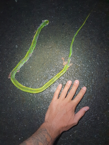 Eastern Green Snake (Philothamnus natalensis) - Snakes and Lizards