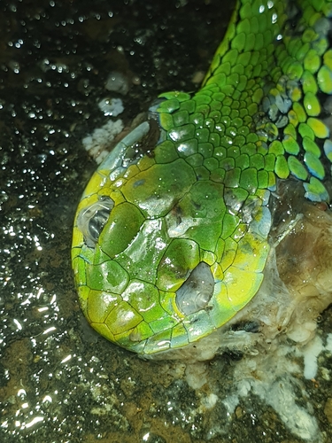 Eastern Green Snake (Philothamnus natalensis) - Snakes and Lizards