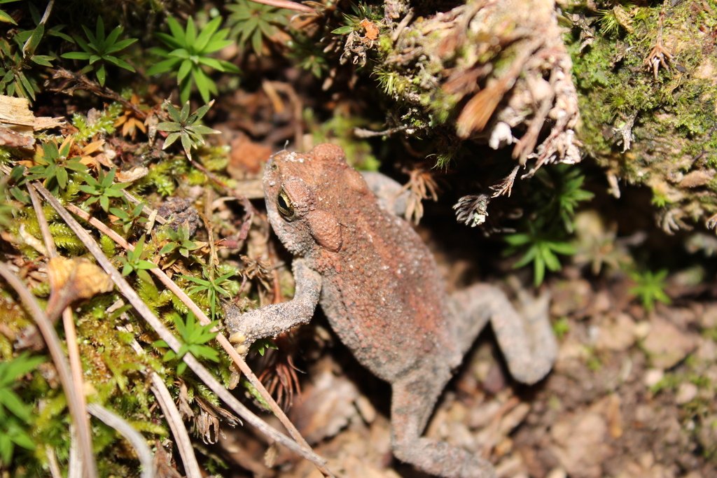 Pine Toad from Pueblo Nuevo, Dgo., México on September 24, 2024 at 11: ...